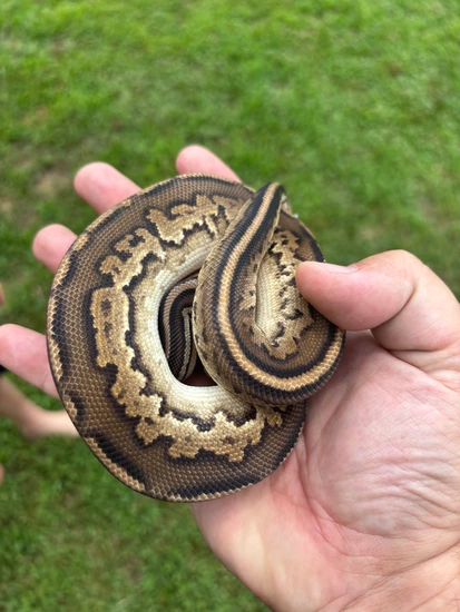 Cinnamon Mahogany Pos OD 50% Het Albino Ball Python by Samantha's Noodles