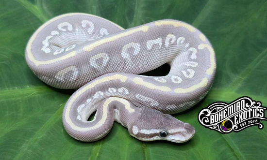 Phantom Mystic 50% Het Hypo **FREE SHIPPING ** Ball Python by Bohemian ...