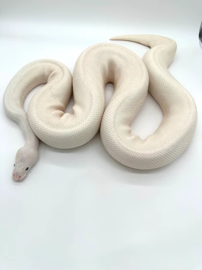 RTB Blue Eyed Lucy Ball Python by Extraordinary Exotics