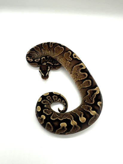 GHI Phantom YB Het VPI Axanthic Ball Python by Extraordinary Exotics