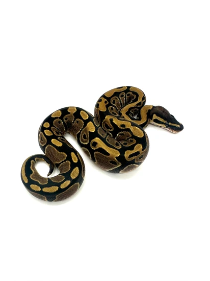 Trident Ball Python by Extraordinary Exotics