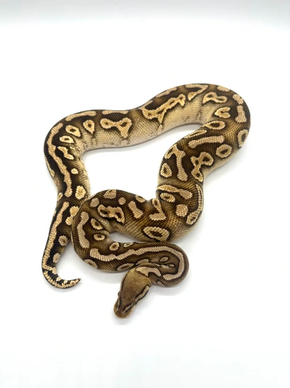 Monsoon Clown Trio Ball Python by Extraordinary Exotics