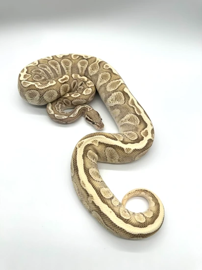 Lesser Spotnose GHI Fire Or Vanilla Ball Python by Extraordinary Exotics