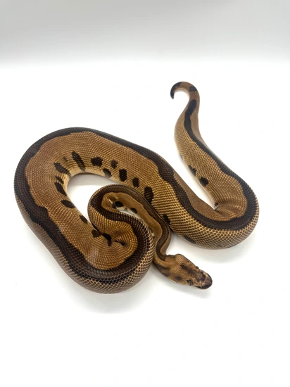 Leopard (YB) Clown DH DG Pied Ball Python by Extraordinary Exotics