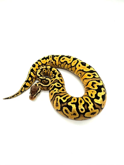 Pastel YB DH Monsoon Clown Ball Python by Extraordinary Exotics