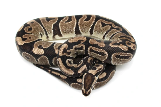 VPI Axanthic Het Clown Ball Python by Extraordinary Exotics