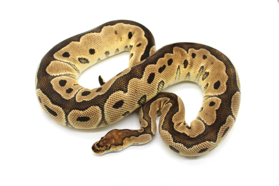 OD Clown Ball Python by Extraordinary Exotics