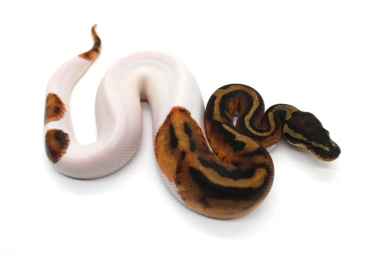 Blackhead Pied Ball Python by Extraordinary Exotics