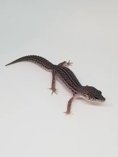 Super Snow Akoya (Black Night/Black Pearl) Poss. Het Tremper And Murphy ...