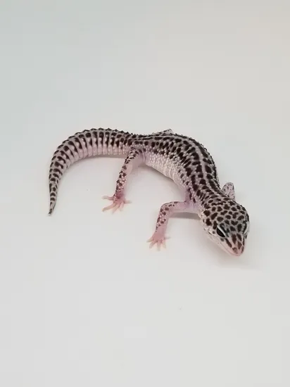 SPRING SALE! Super Snow Akoya (Black Night/Black Pearl) Poss. Het ...