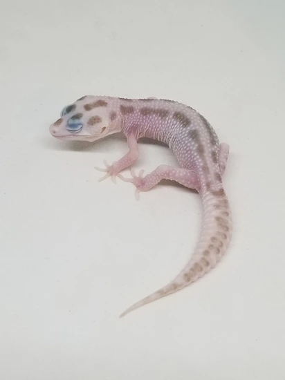 ZERO LINE Super Snow Tremper W/Y Black Night Cross 66% Het Eclipse Poss ...