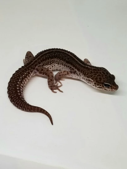 PROVEN BREEDER (Gothic Line) Super Snow Akoya (Black Night/Black Pearl ...