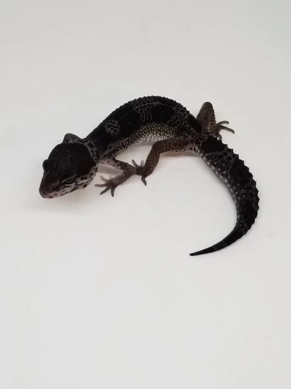 TSF Mack Snow Melanistic Bold 50% Het Murphy's Patternless Leopard ...