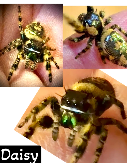Phidippus Otiosus (Canopy) Subadult Female “Daisy” Jumping Spider by ...