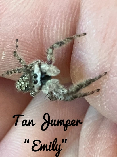 Platycryptus Undatus (Tan Jumping Spider) Female by Ava Joe Jumpers