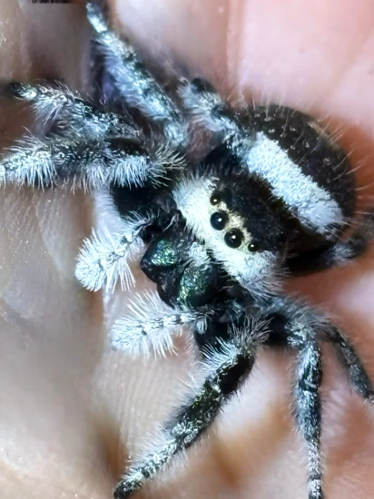 Phidippus Regius Female Expected Gravid Jumping Spider by Ava Joe Jumpers