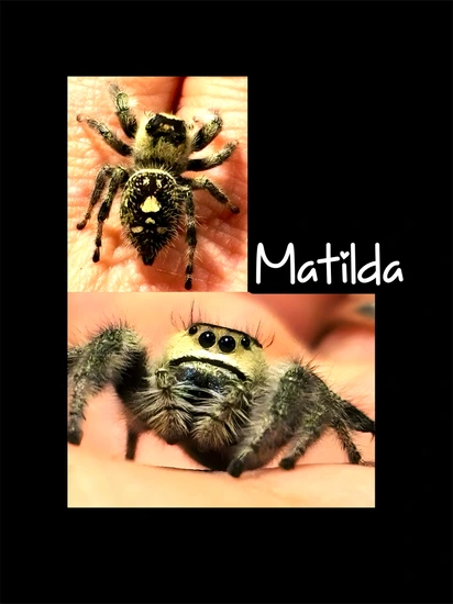 Phidippus Regius Mature Female “Matilda” Jumping Spider by Ava Joe Jumpers