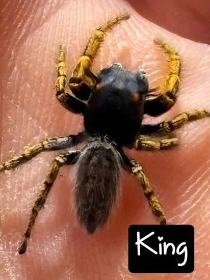 Phidippus Mystaceus Male “King” Jumping Spider by Ava Joe Jumpers