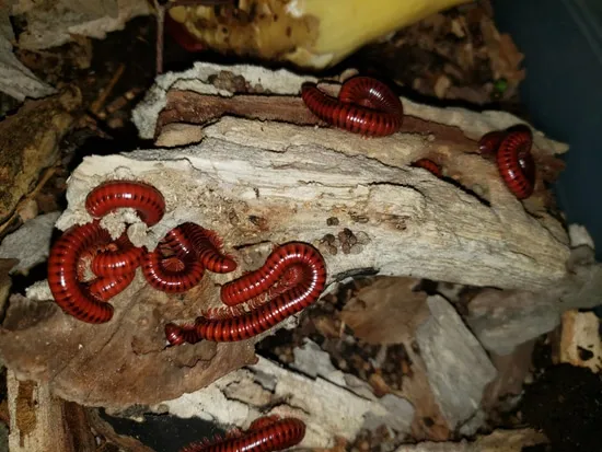 Mozambique Red Millipede - Centrobolus Splendidus by Millipede Farm