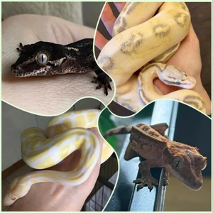 Arthog Gecko’s & Royal Pythons - MorphMarket