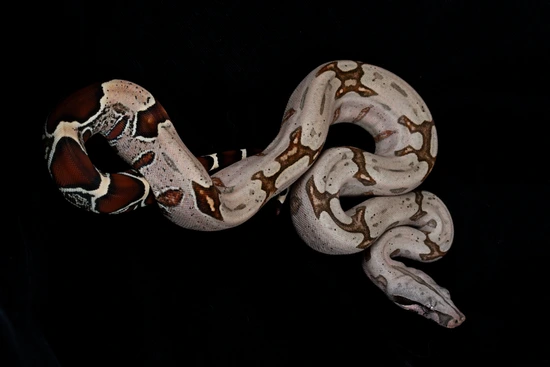 Pure Futo Suriname True Red-Tailed Boa Constrictor by Above Below Exotics