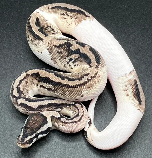 Axanthic VPI Leopard Pied Ball Python by Sanctum Reptiles LLC