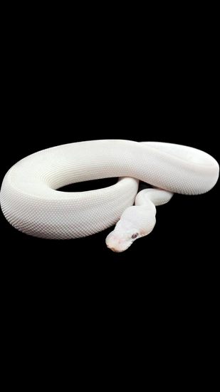 B.E.L (Blue Eyes W/RED PUPILS) 97 Ball Python by Sanctum Reptiles LLC