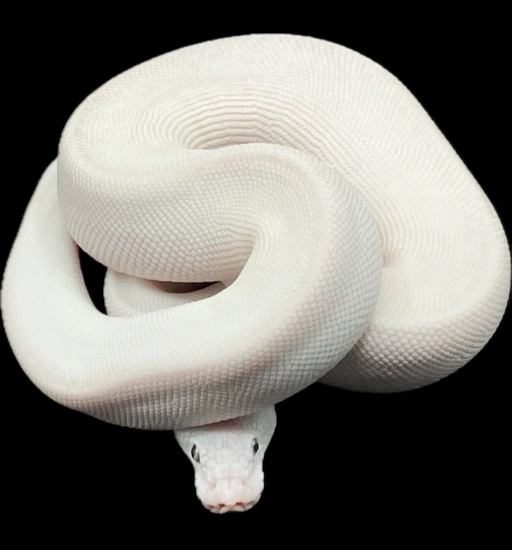 Blue Eye Leucistic (Bel) Super Butter Male Ball Python by Sanctum ...