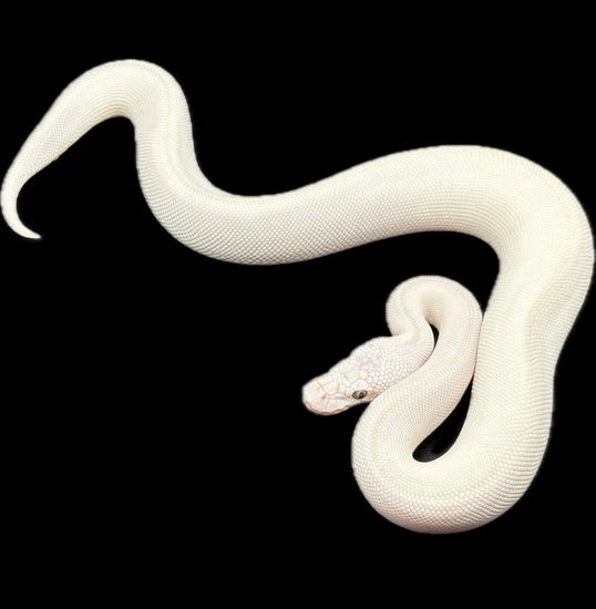 Female Bel (Super Butter) Ball Python by Sanctum Reptiles LLC