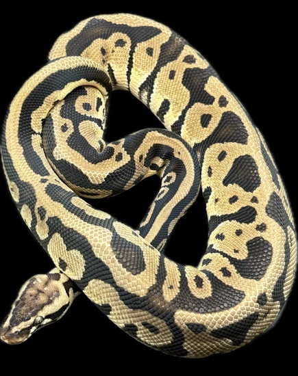 Pastel Leopard Ball Python by Sanctum Reptiles LLC