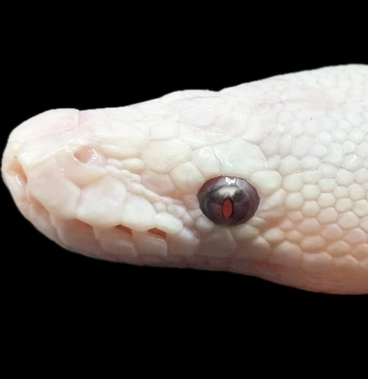 Super Butter Female🔥( The Rare Blue Eyes, Red Pupils!!)🔥 Ball Python by ...