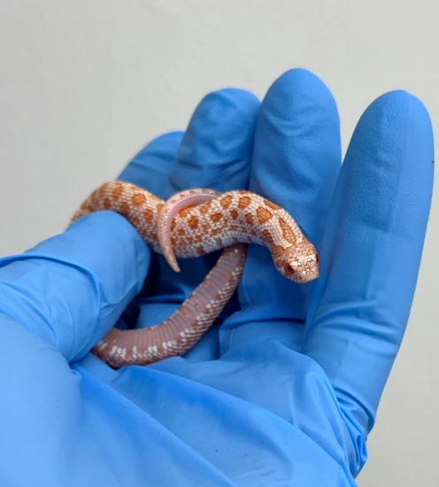 Arctic Albino 66% Het Sunburst Western Hognose by Sand Dragon Hogs