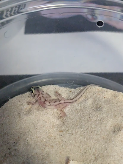 Pachydactylus Rangei-WF-2517 More Gecko by Sand Kat Geckos