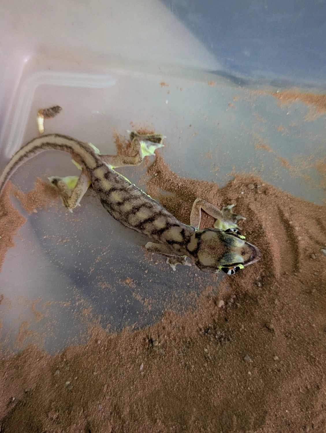 Sand Kat Geckos's Collection - MorphMarket