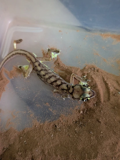 Pachydactylus Rangei-WF-2511 Burberry More Gecko by Sand Kat Geckos