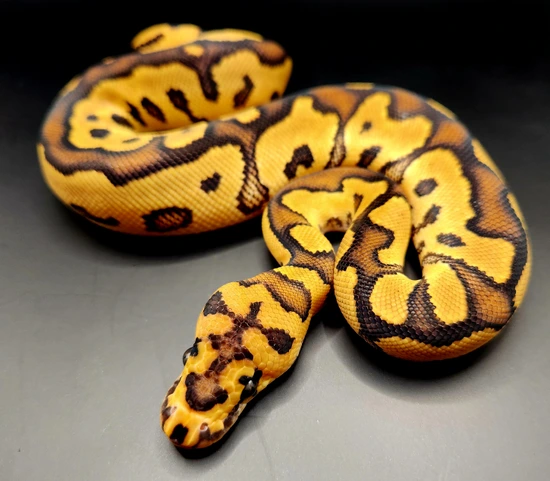 OD Fire Clown Pos Special Ball Python by Sandoval Exotics