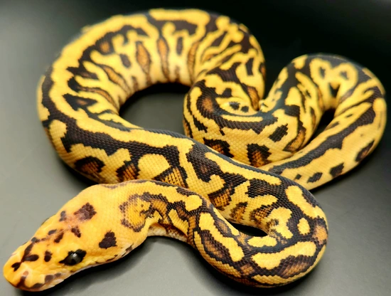 Special Spotnose OD Fire Clown! Ball Python by Sandoval Exotics