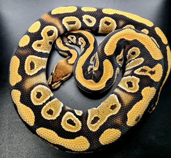Cypress Het Clown 66% Het Hypo Ball Python by Sandoval Exotics