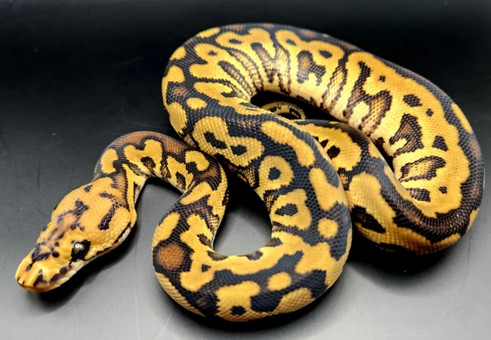 Spotnose Clown Pos Yb Ball Python by Sandoval Exotics