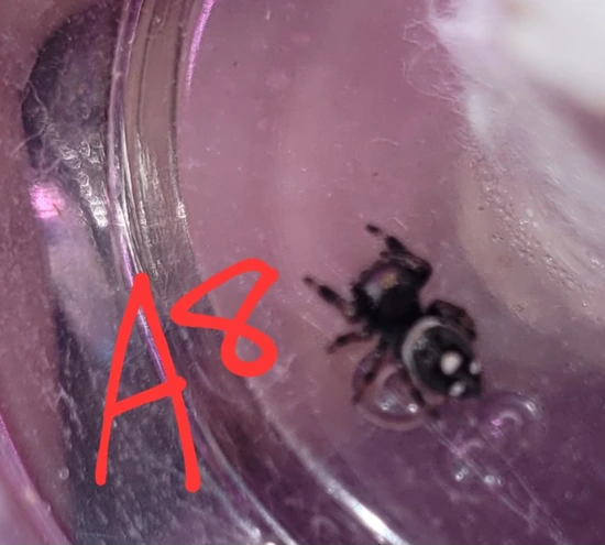 Phidippus Regius Jumping Spider A8 by Rotten Apple Spoods