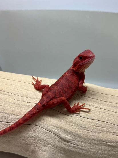 Translucent LB Red Monster Outcross Central Bearded Dragon by Sapphire ...