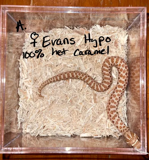 Evans Hypo 100% Het Caramel Western Hognose by Monroe Herps