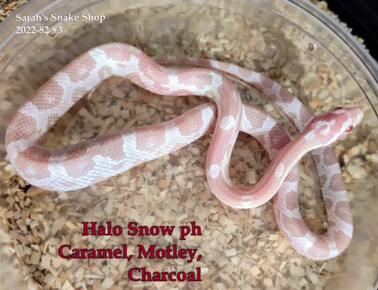 F. Halo Snow Corn Snake by Sarah's Snake Shop, LLC
