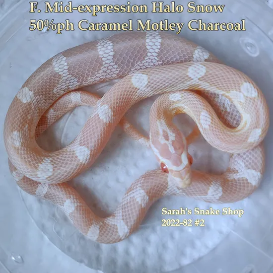 F. Halo Snow Corn Snake by Sarah's Snake Shop, LLC