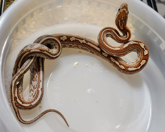 Tessera Ph Orchid Stripe Corn Snake by Sarah's Snake Shop, LLC