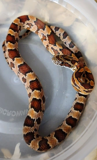 Okeetee Het Anery VMS Stock Corn Snake by Sarah's Snake Shop, LLC