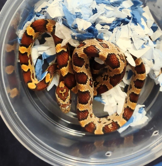 Classic Het Snopal Yearling Corn Snake by Sarah's Snake Shop, LLC