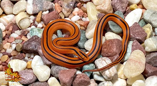 F1 CBB 2025 Coxi (O.p.coxi) Bamboo Rat Snake by Sarpamitra LLC