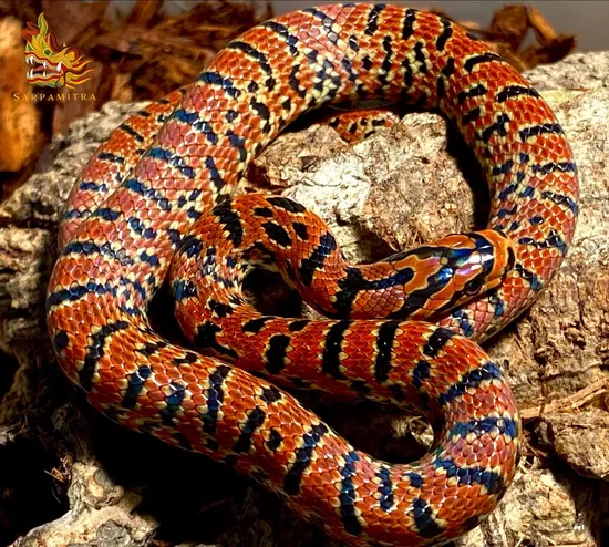 CBB 2025 Gifu Locale Japanese Forest Rat Snake (E. Conspicillatus ...