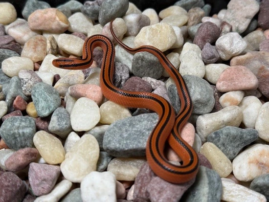F1 CBB 2025 Coxi (O.p.coxi) Bamboo Rat Snake by Sarpamitra LLC